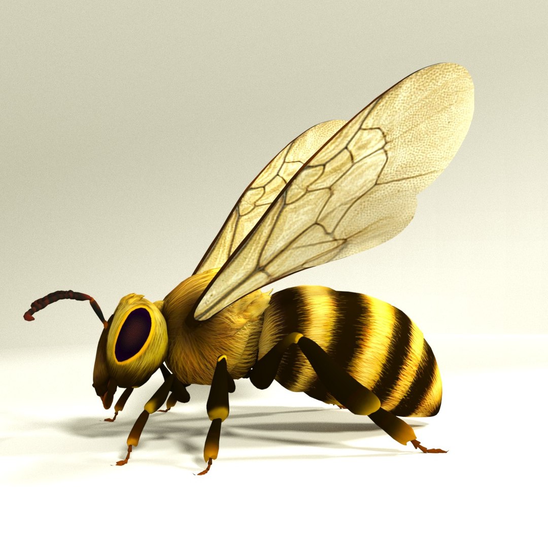 Honey Bee 3D Model - TurboSquid 1250814