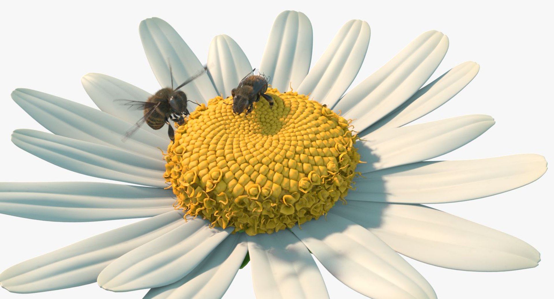 3d rigged bees flower animate