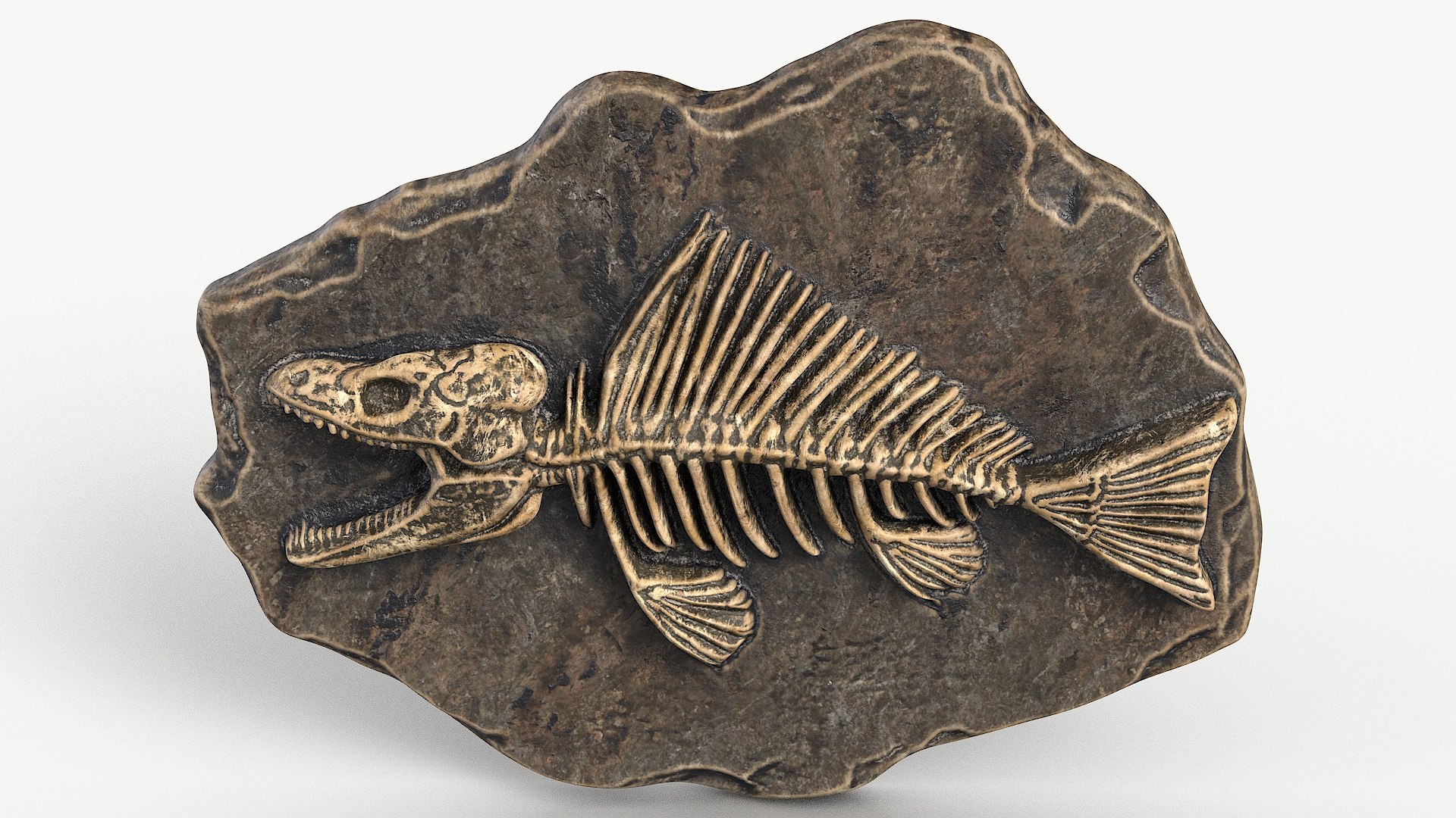 Prehistoric Fish Skeleton Fossil 020 Textured 3D Model - TurboSquid 2302935