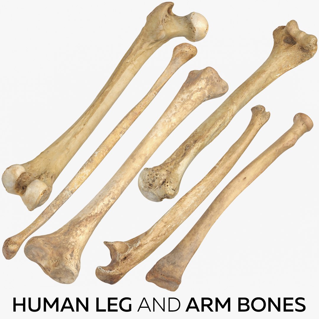 human leg bones