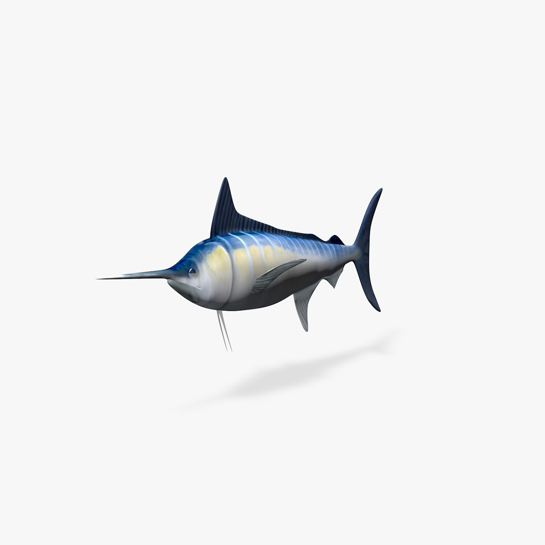 Blue Marlin 3d C4d