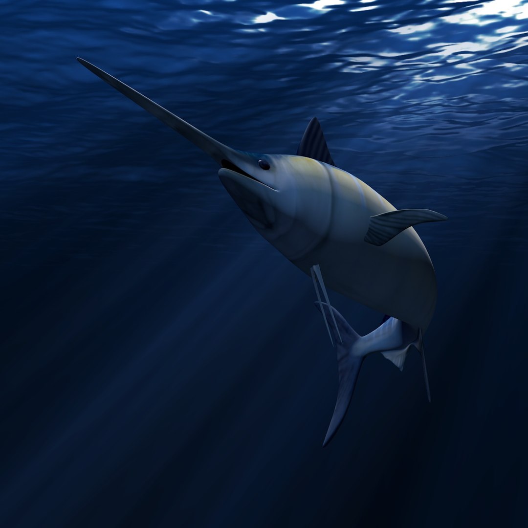 Blue Marlin 3d C4d
