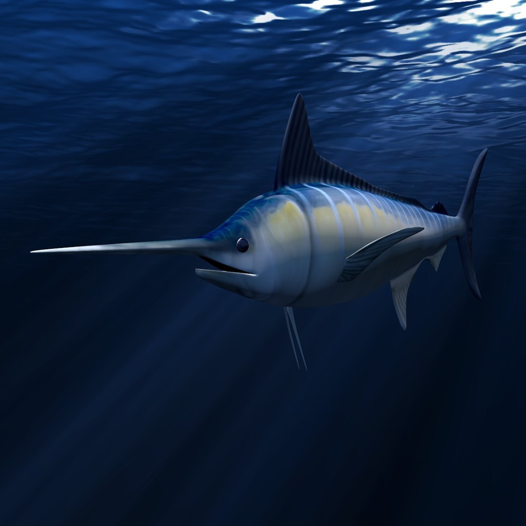 Blue Marlin 3d C4d