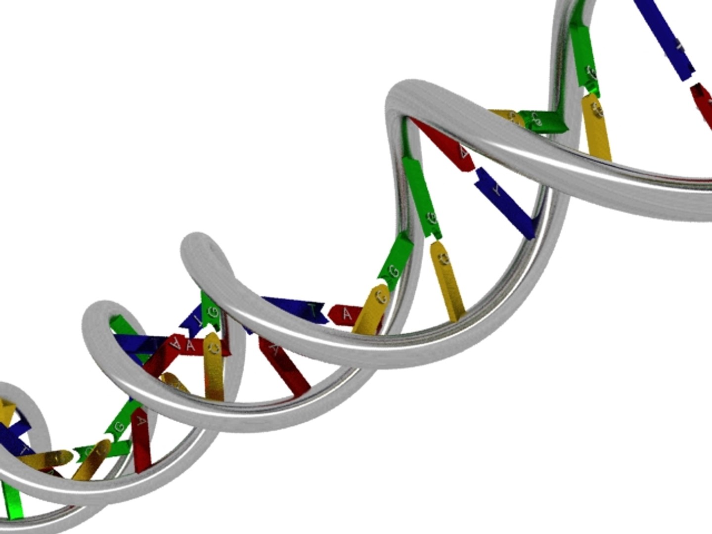 3d Dna Polymerase Chain