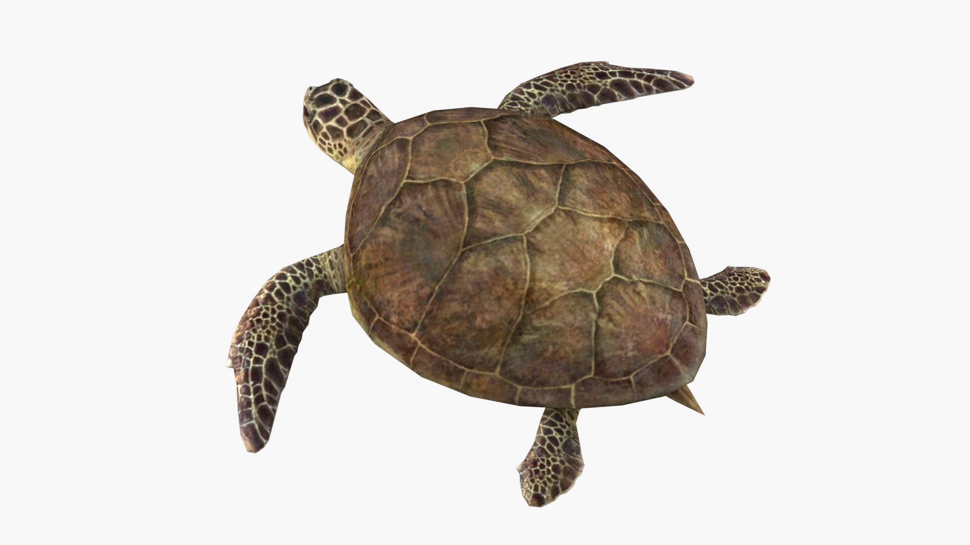 3D Turtle RIGGED - TurboSquid 2330491