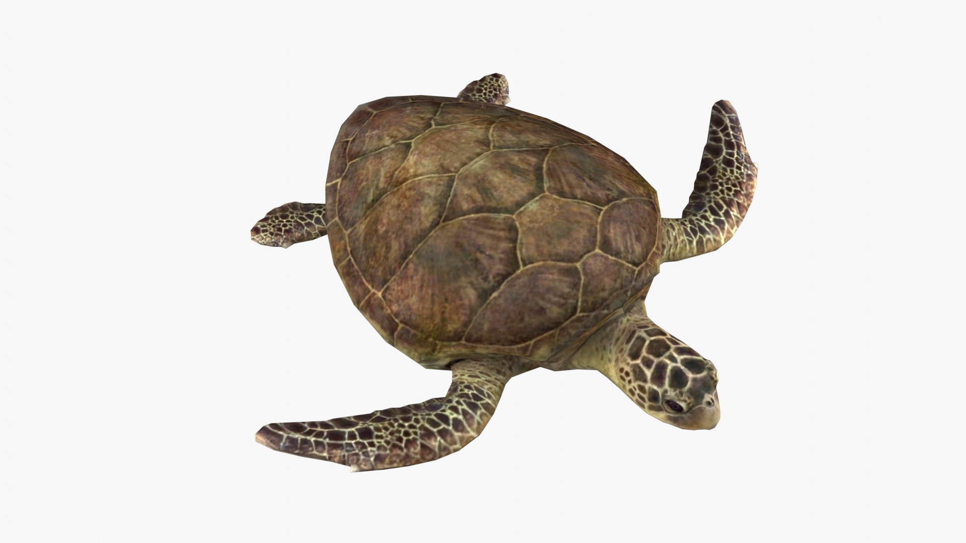 3D Turtle RIGGED - TurboSquid 2330491