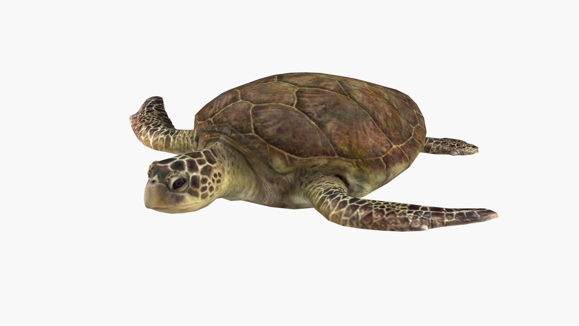3D Turtle RIGGED - TurboSquid 2330491