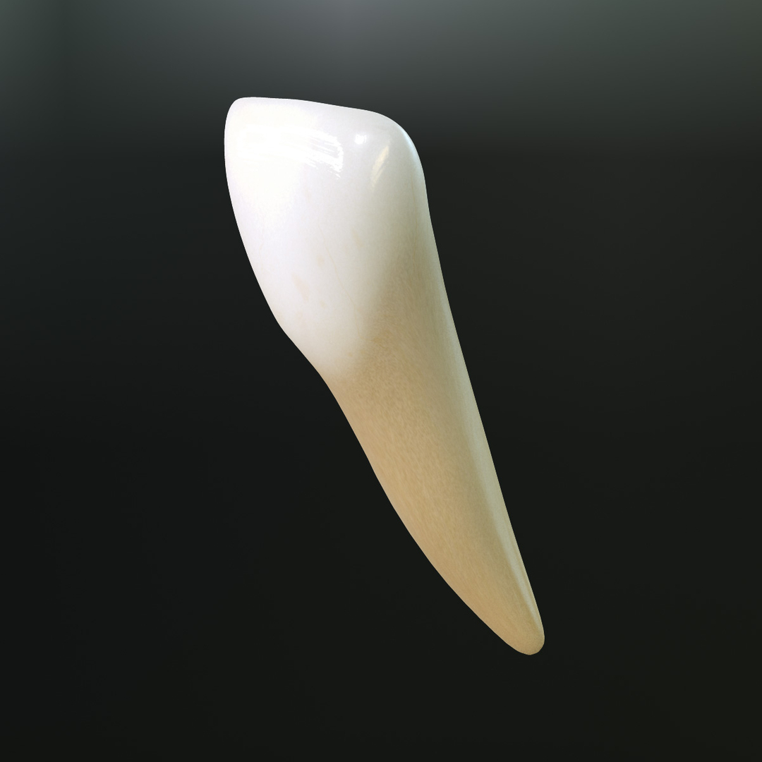Max Tooth Lower Lateral Incisor