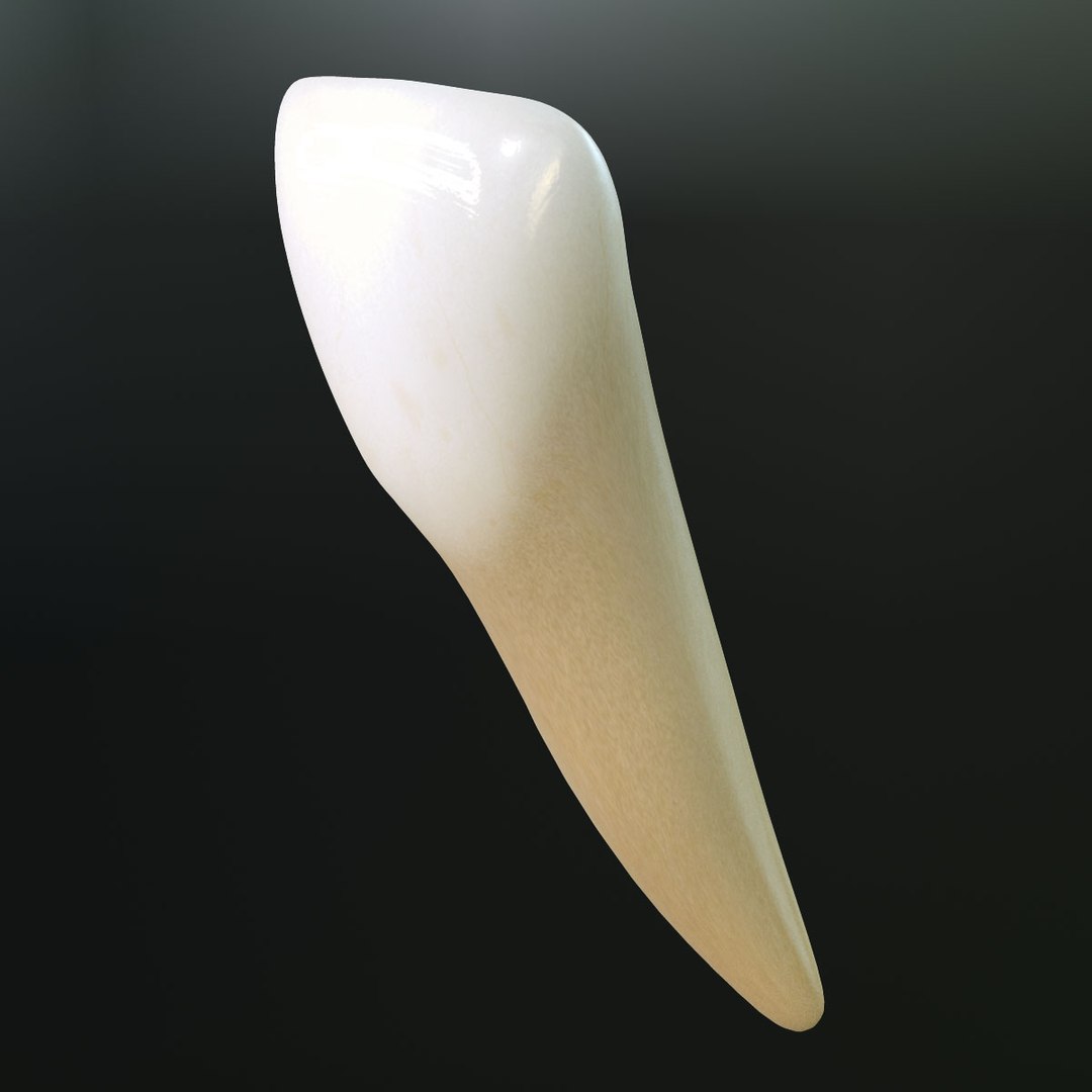 Max Tooth Lower Lateral Incisor