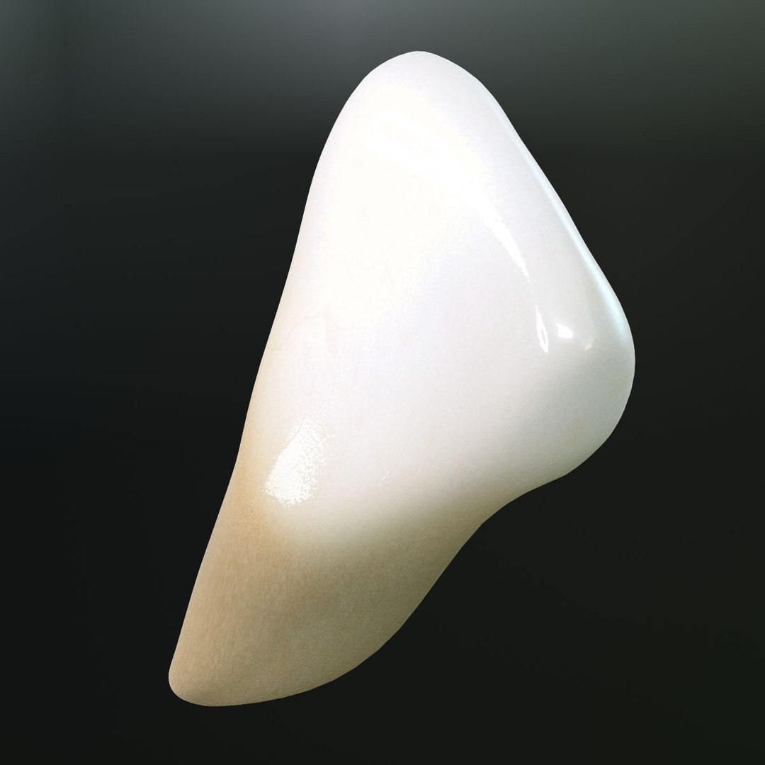 Max Tooth Lower Lateral Incisor
