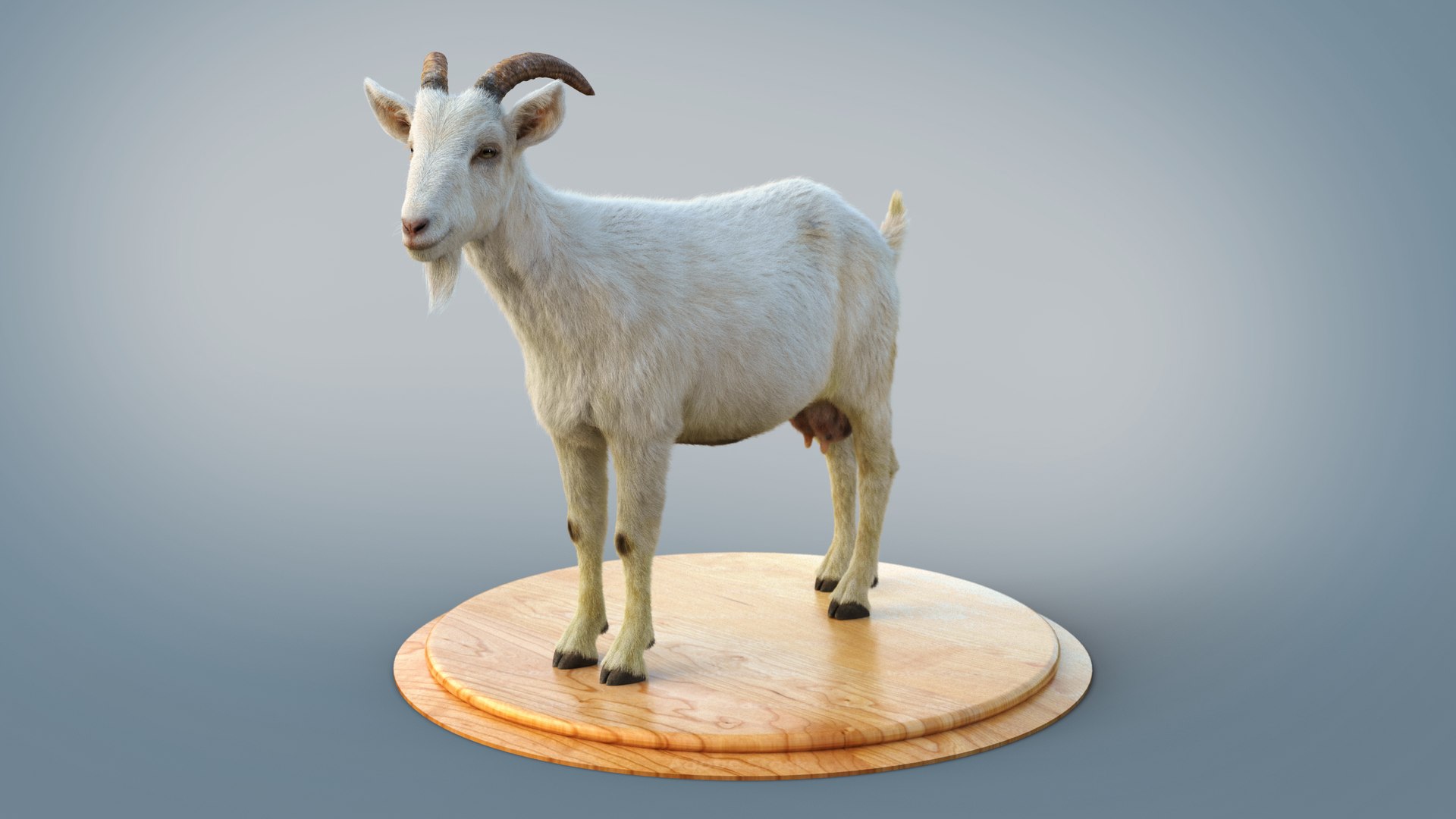 3D White Goat RIG Xgen-Core - TurboSquid 2397388