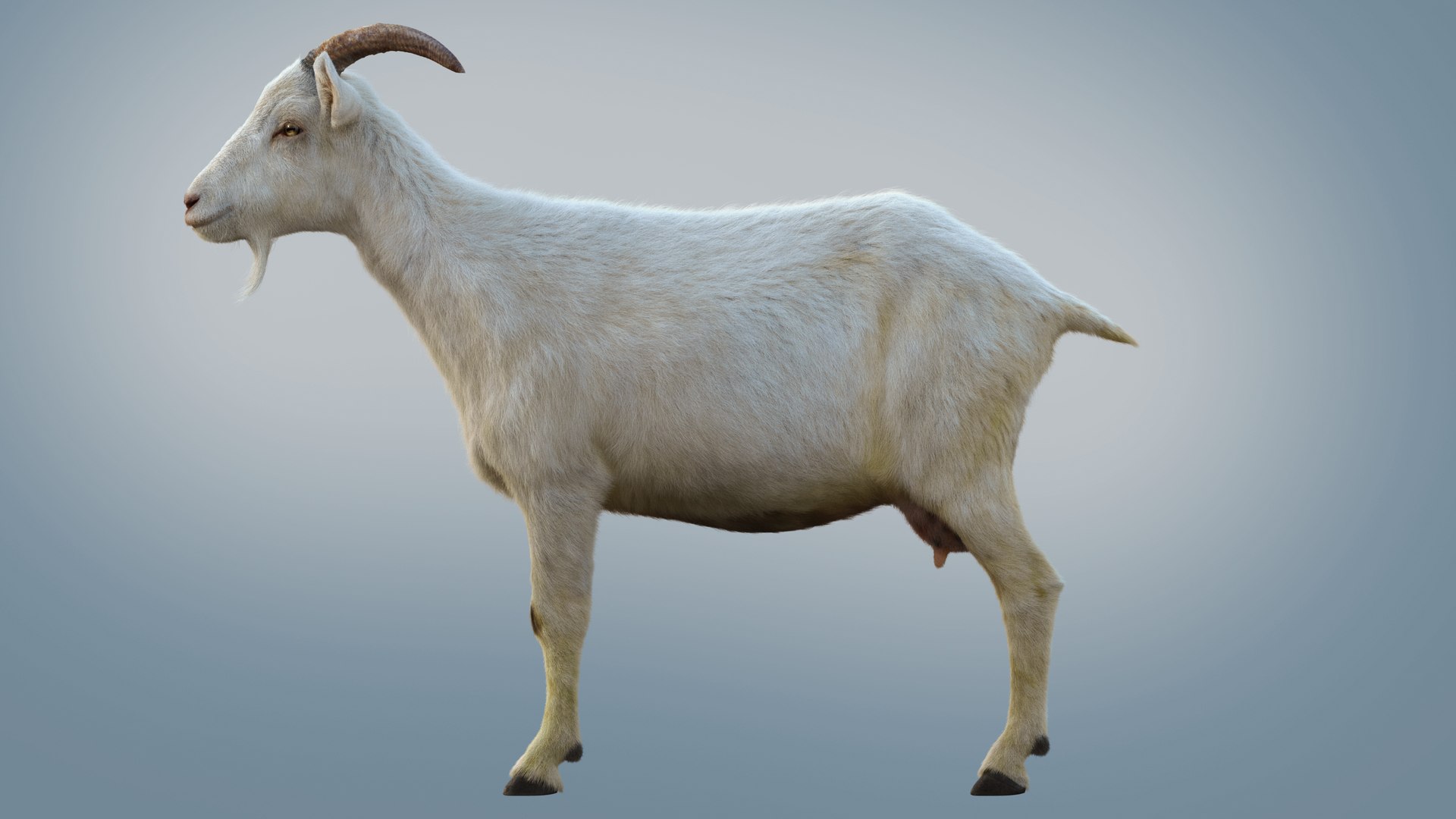 3D White Goat RIG Xgen-Core - TurboSquid 2397388