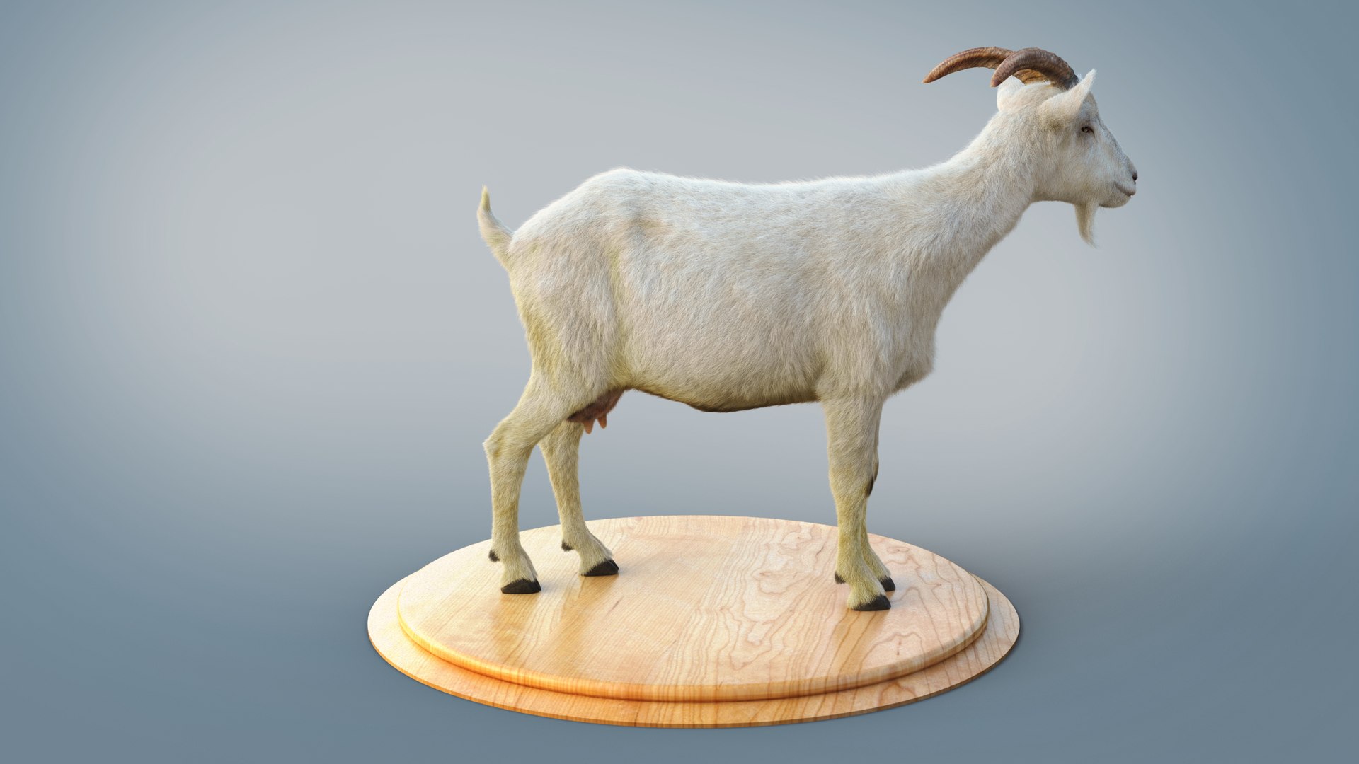 3D White Goat RIG Xgen-Core - TurboSquid 2397388