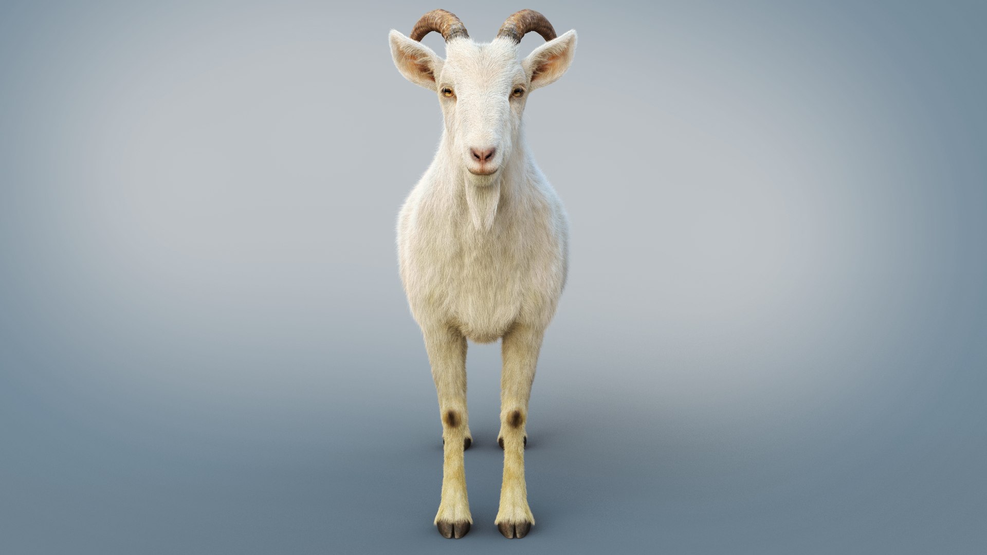 3D White Goat RIG Xgen-Core - TurboSquid 2397388