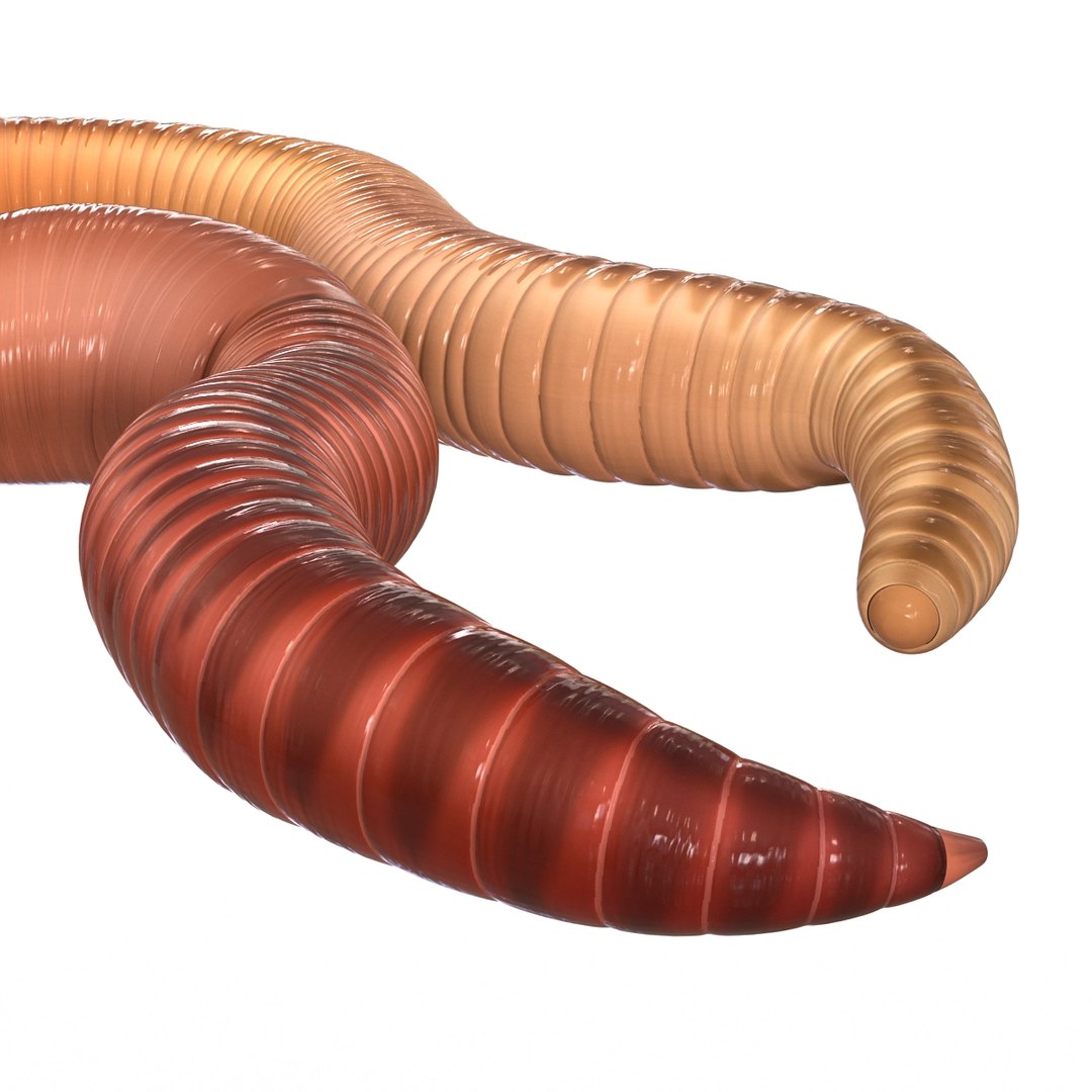 3d Earth Worm Pose 3