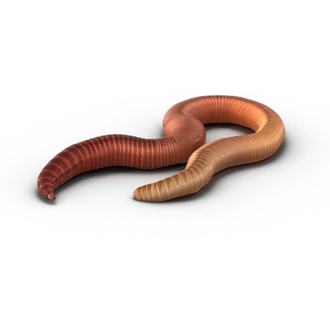 3d Earth Worm Pose 3