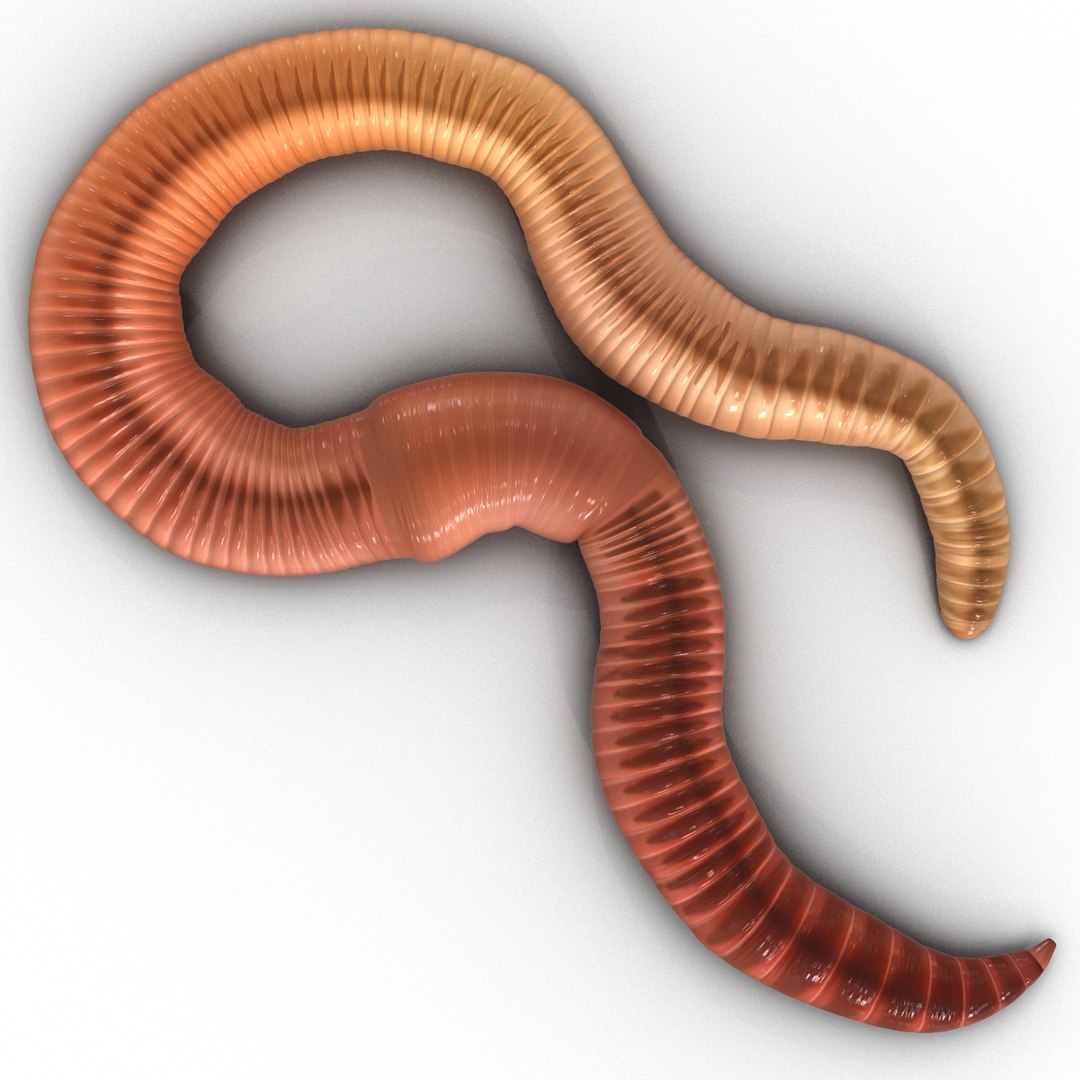 3d Earth Worm Pose 3