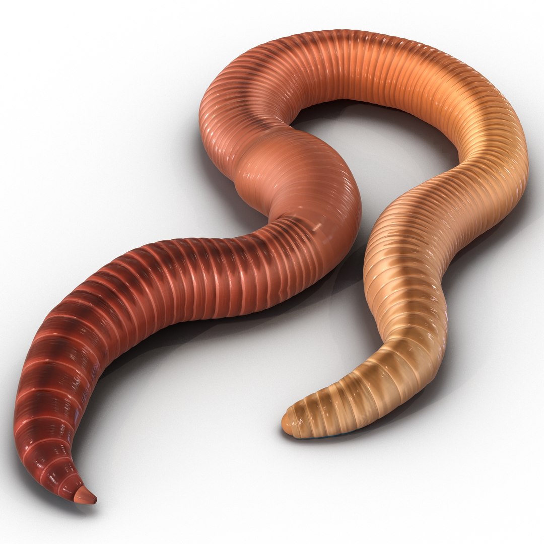 3d Earth Worm Pose 3