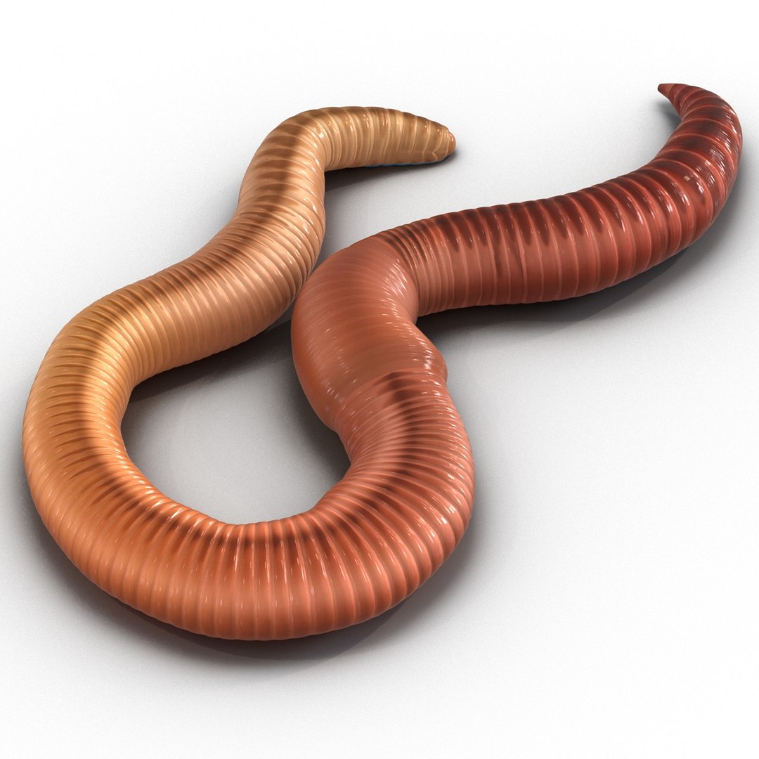 3d Earth Worm Pose 3