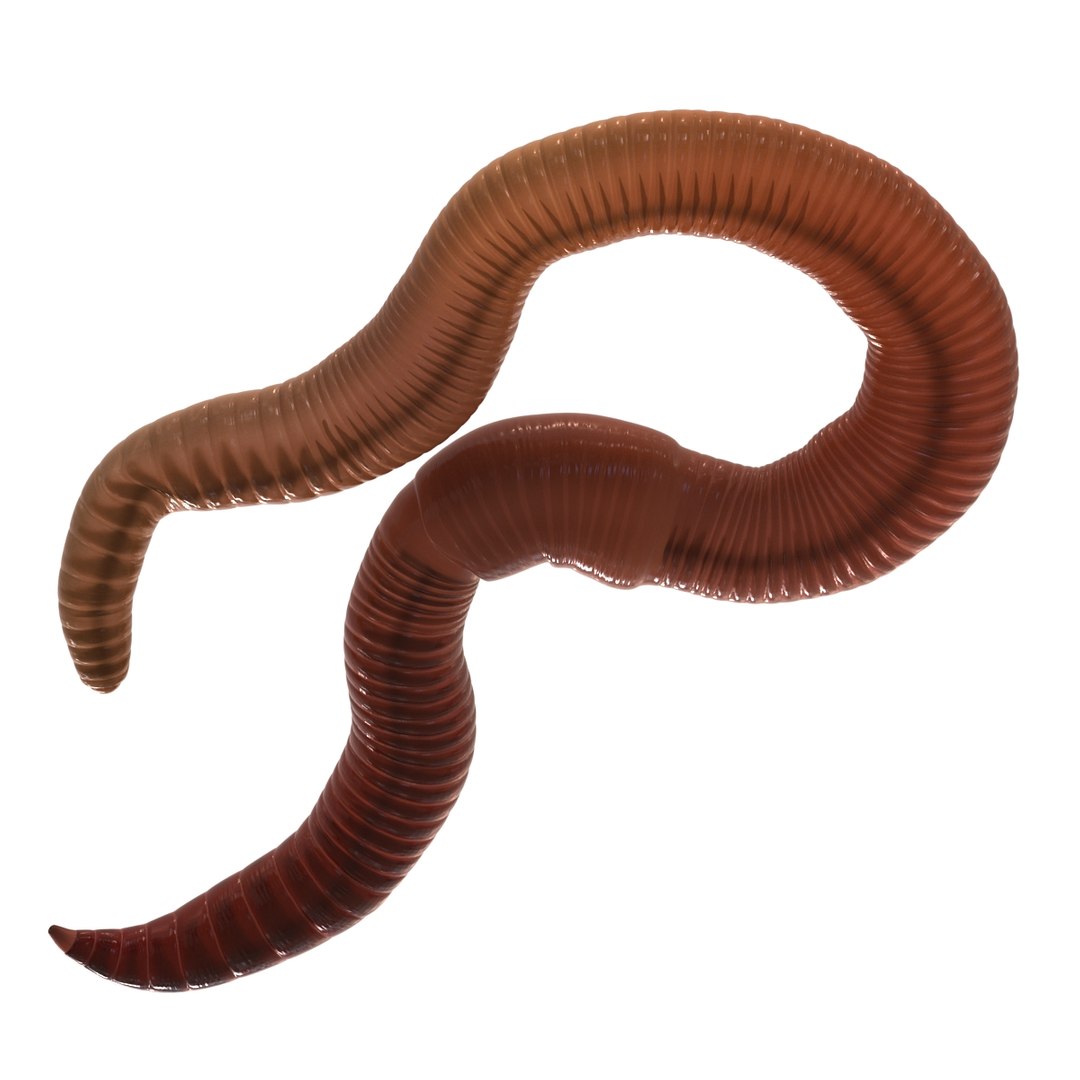 3d Earth Worm Pose 3