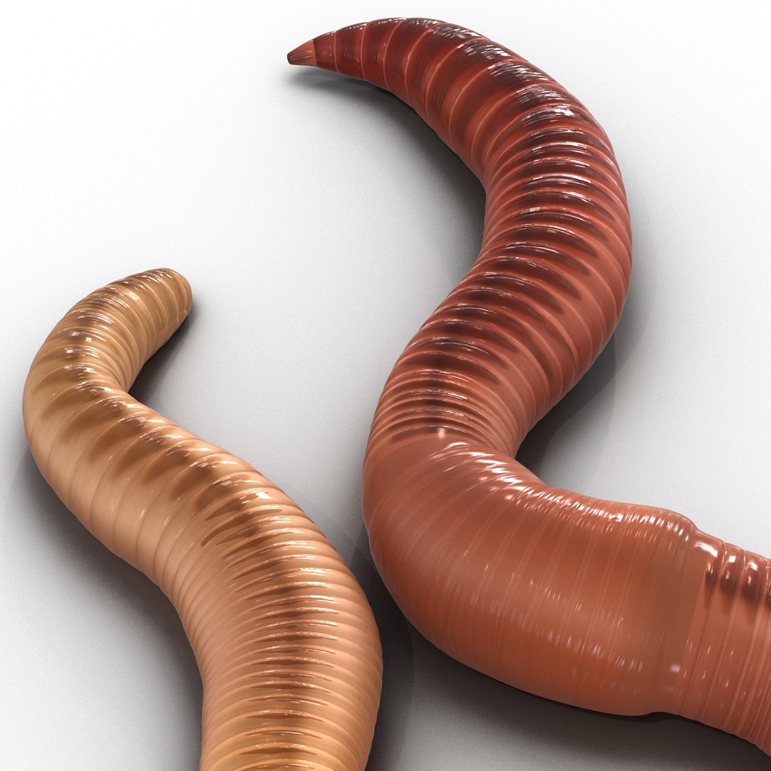 3d Earth Worm Pose 3
