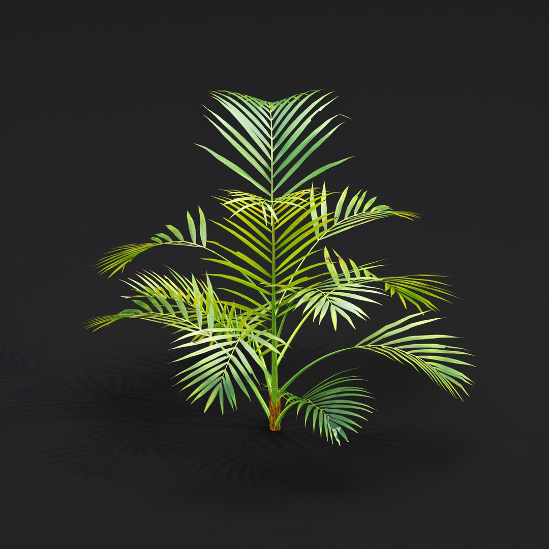3D Areca Palm Collection Vol 256-3dmodel-3dsmax-Blender - TurboSquid ...
