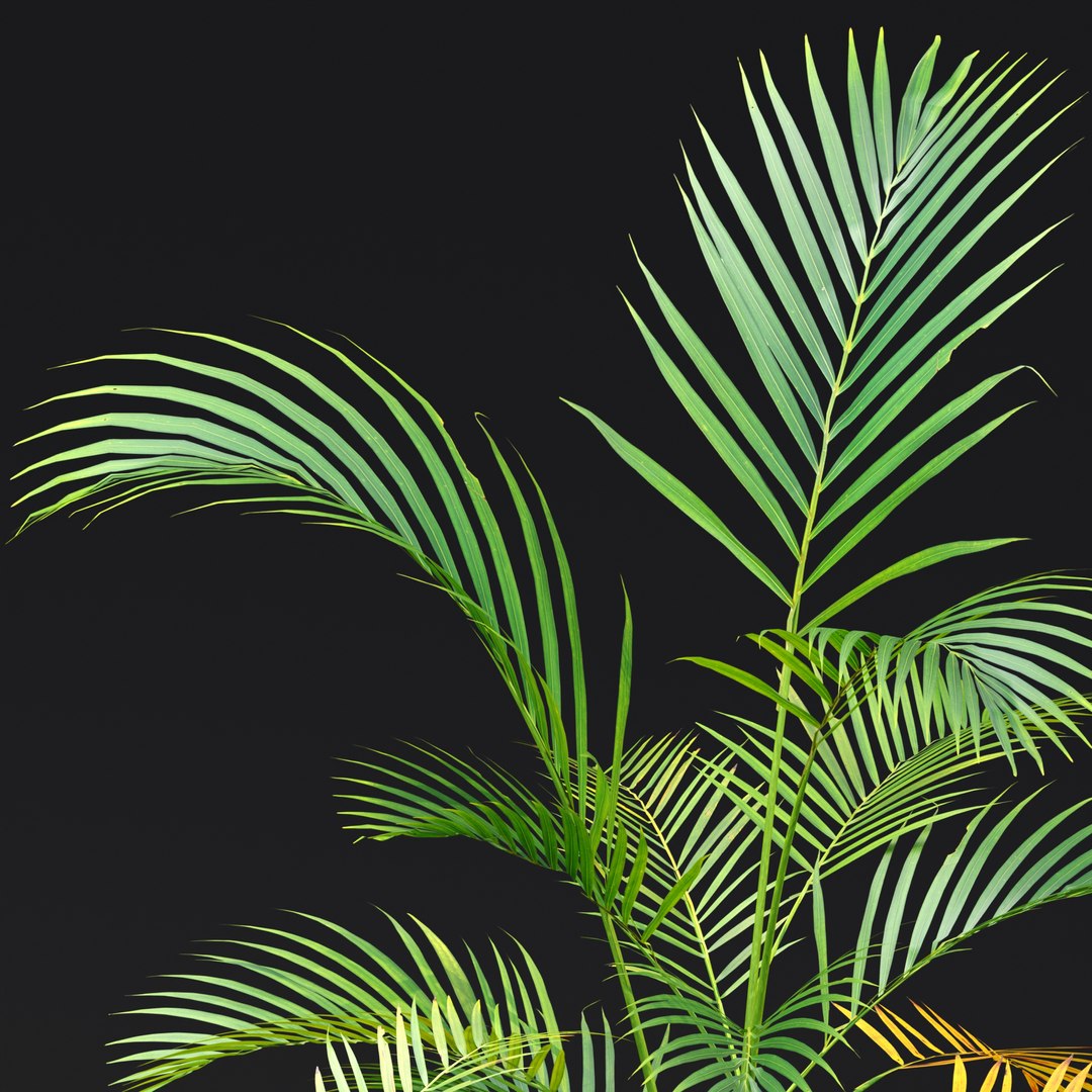 3D Areca Palm Collection Vol 256-3dmodel-3dsmax-Blender - TurboSquid ...