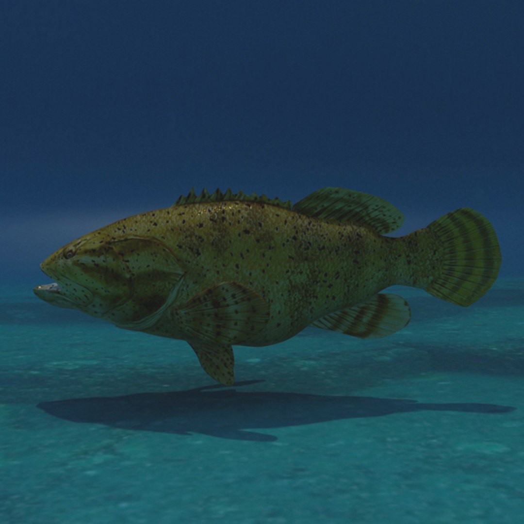 max goliath grouper