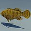 Max Goliath Grouper
