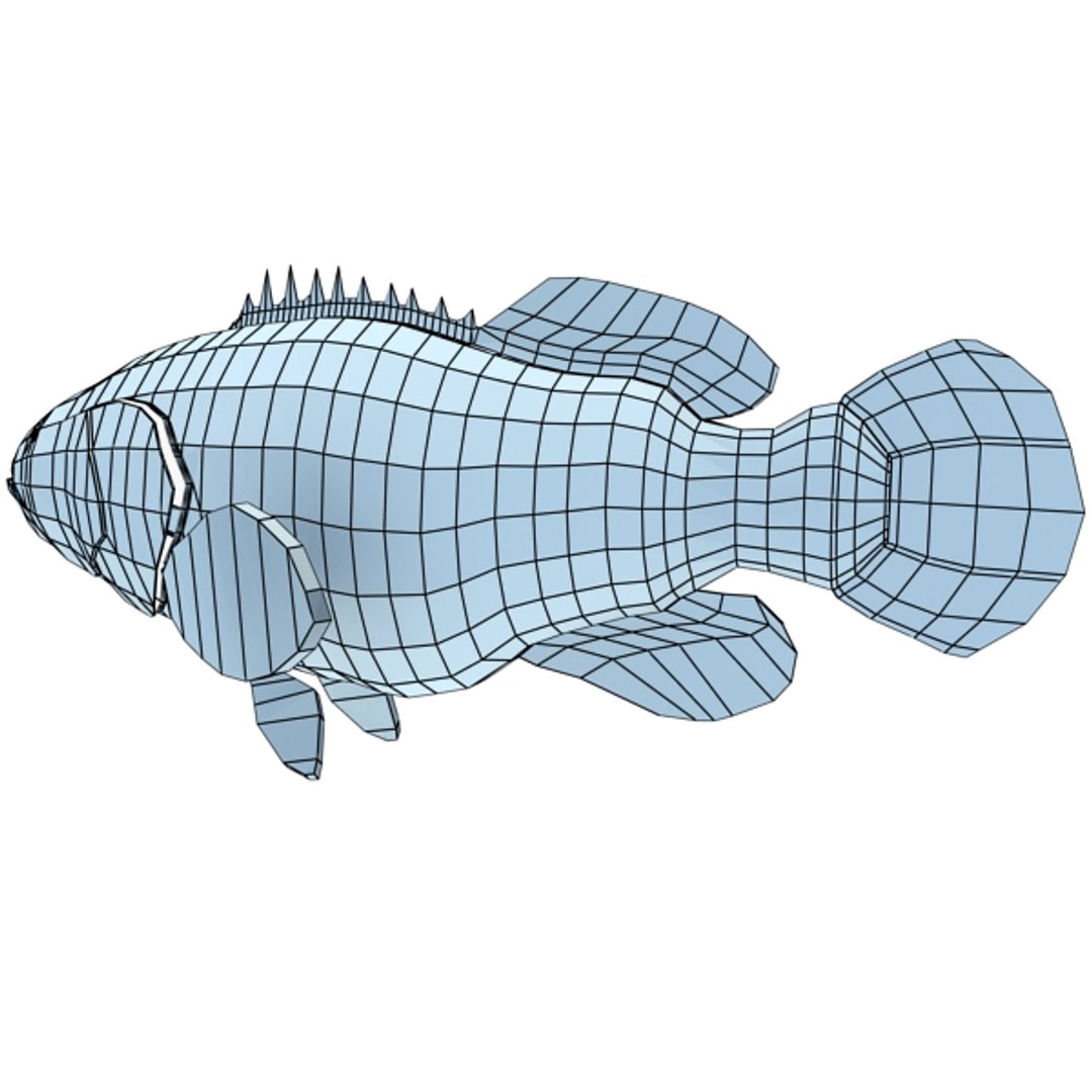 Max Goliath Grouper