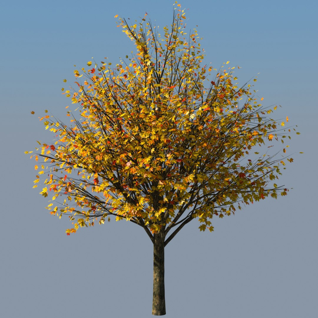3d Model Of Autumn Acer Tree Animation