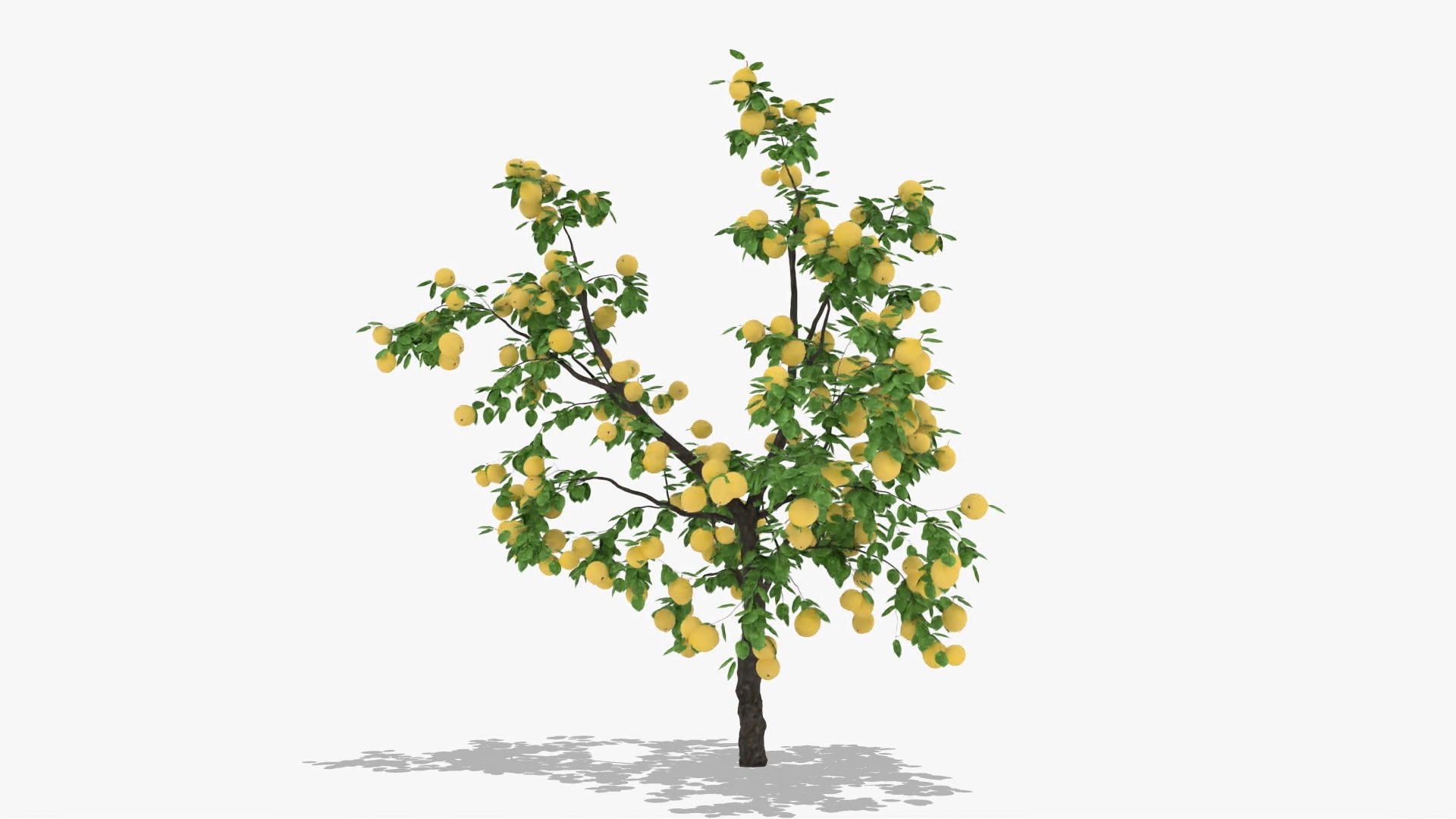 Quince Fruits Hight 3D Model - TurboSquid 1629014