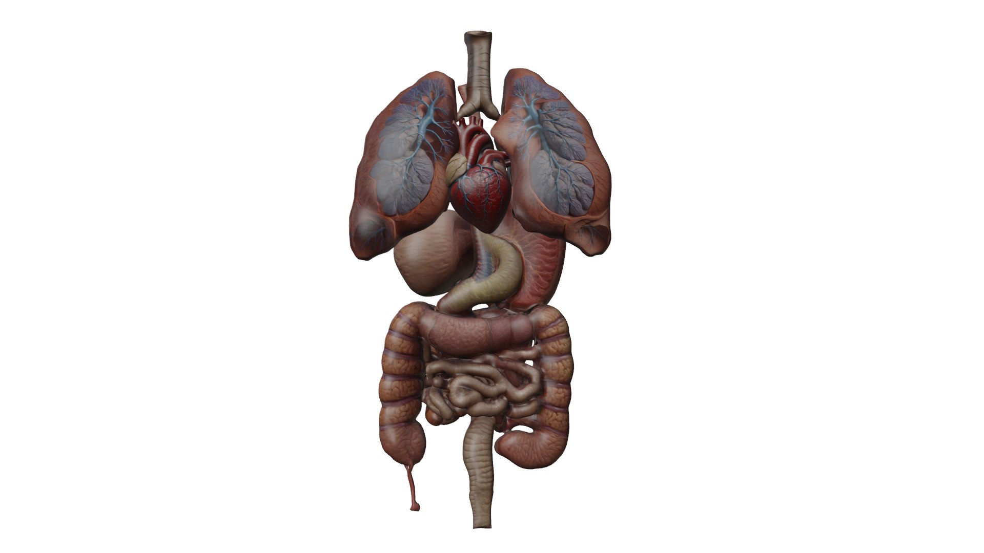 3D Human Anatomy 3D Model - Realistic Internal Organs - TurboSquid 2373075