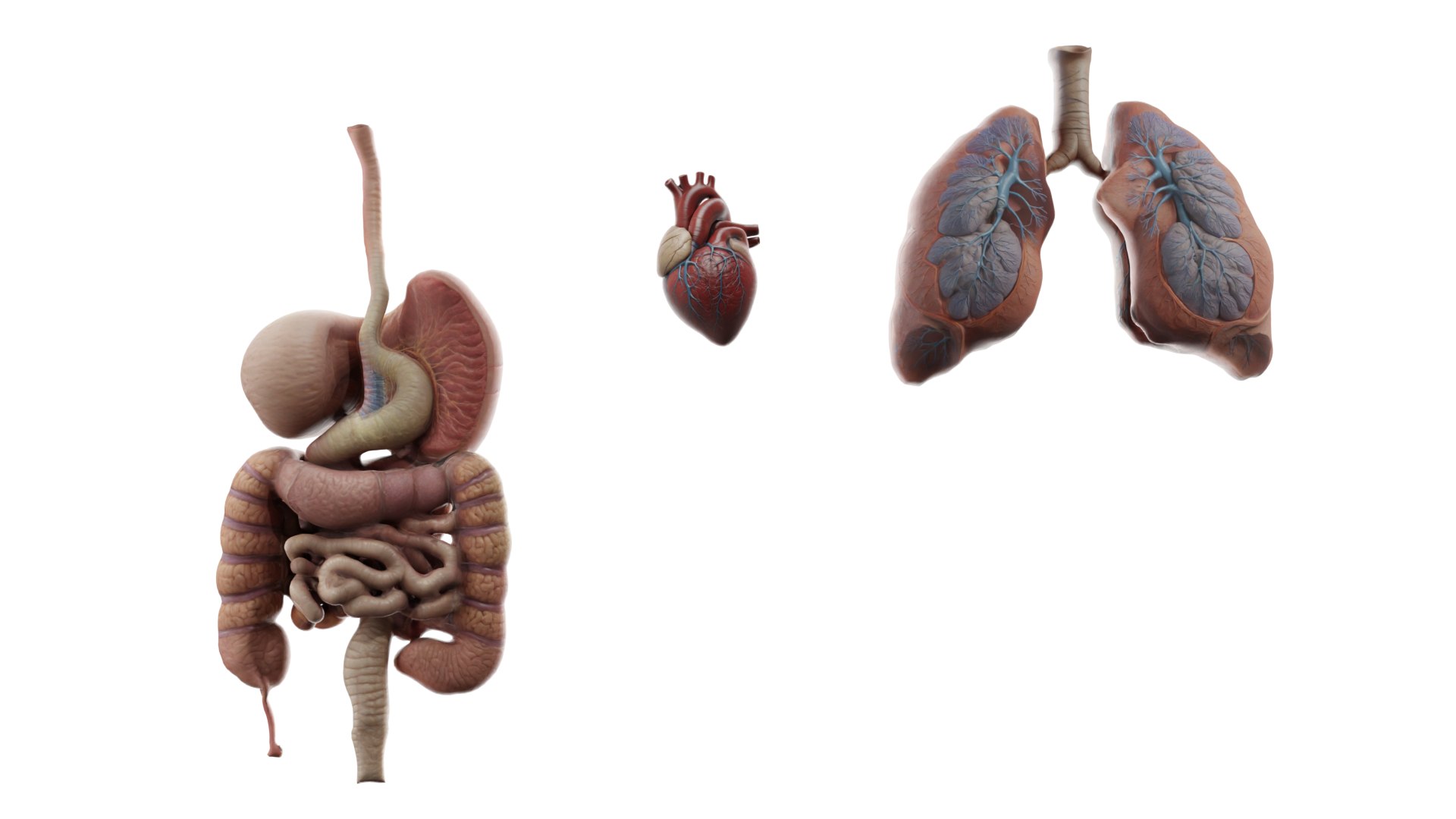 3D Human Anatomy 3D Model - Realistic Internal Organs - TurboSquid 2373075