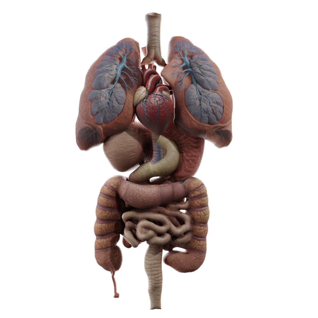 3D Human Anatomy 3D Model - Realistic Internal Organs - TurboSquid 2373075