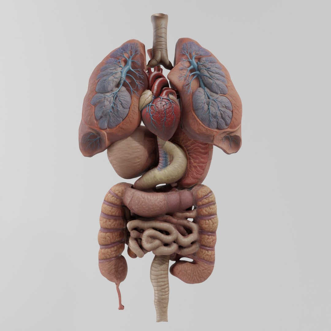 3D Human Anatomy 3D Model - Realistic Internal Organs - TurboSquid 2373075