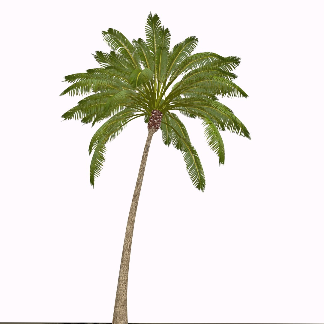 3d Model Palm Tree
