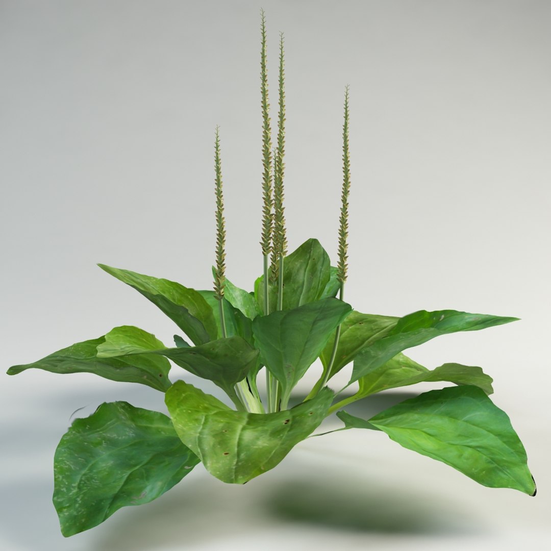 3d Model Plantain Plantago Plant