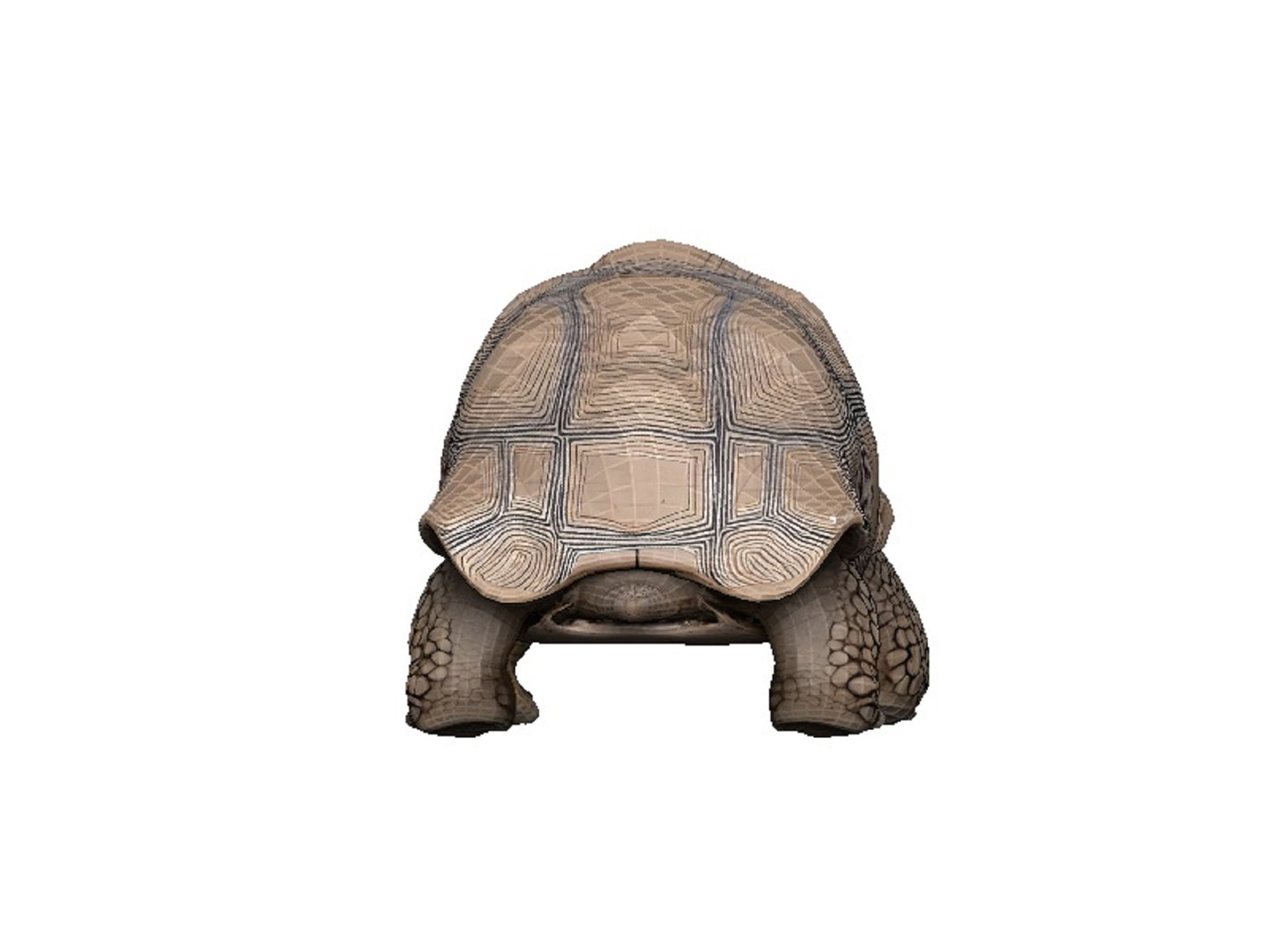 3D Tortoise - TurboSquid 2435332