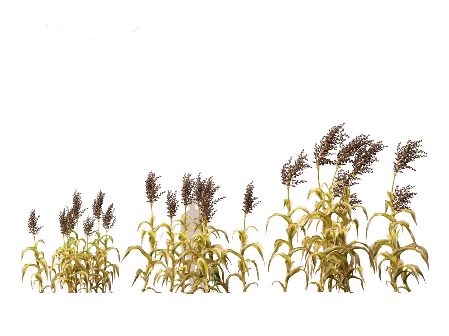 Sorghum Bicolor -great Millet 3D Model - TurboSquid 2172035