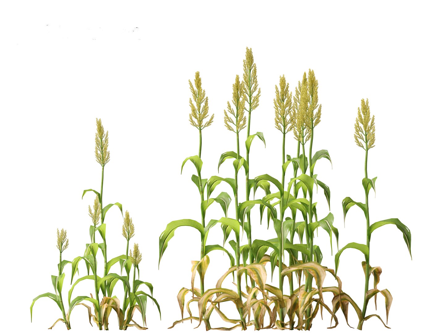 Sorghum Bicolor -great Millet 3D Model - TurboSquid 2172035
