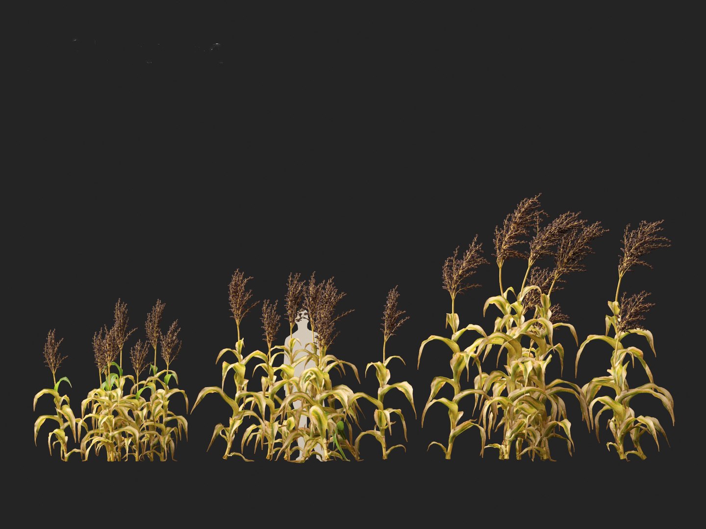 Sorghum Bicolor -great Millet 3D Model - TurboSquid 2172035