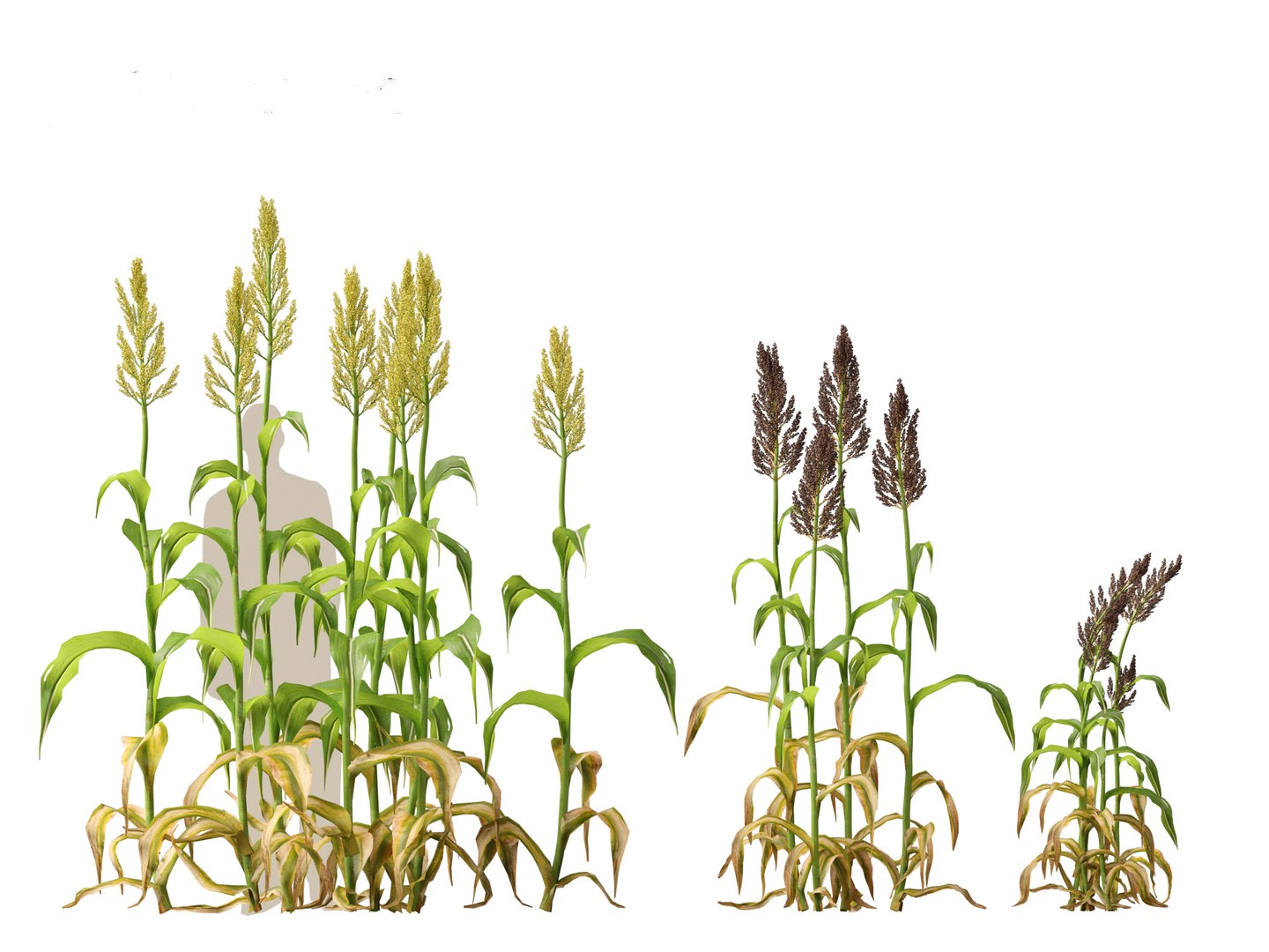 Sorghum Bicolor -great Millet 3D Model - TurboSquid 2172035