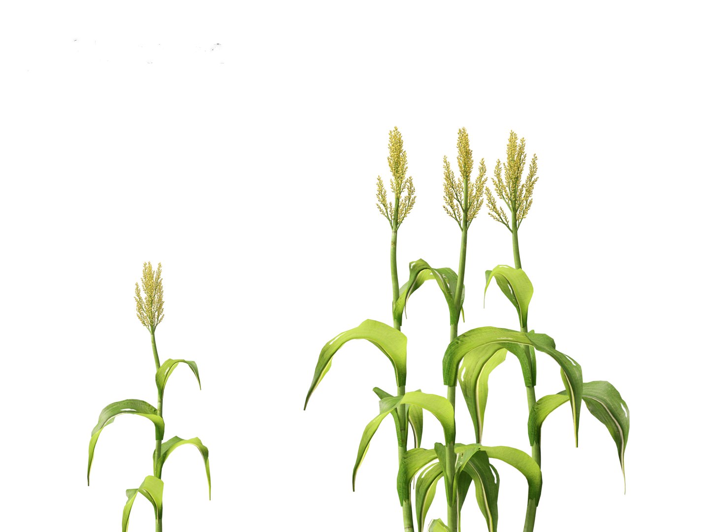 Sorghum Bicolor -great Millet 3D Model - TurboSquid 2172035