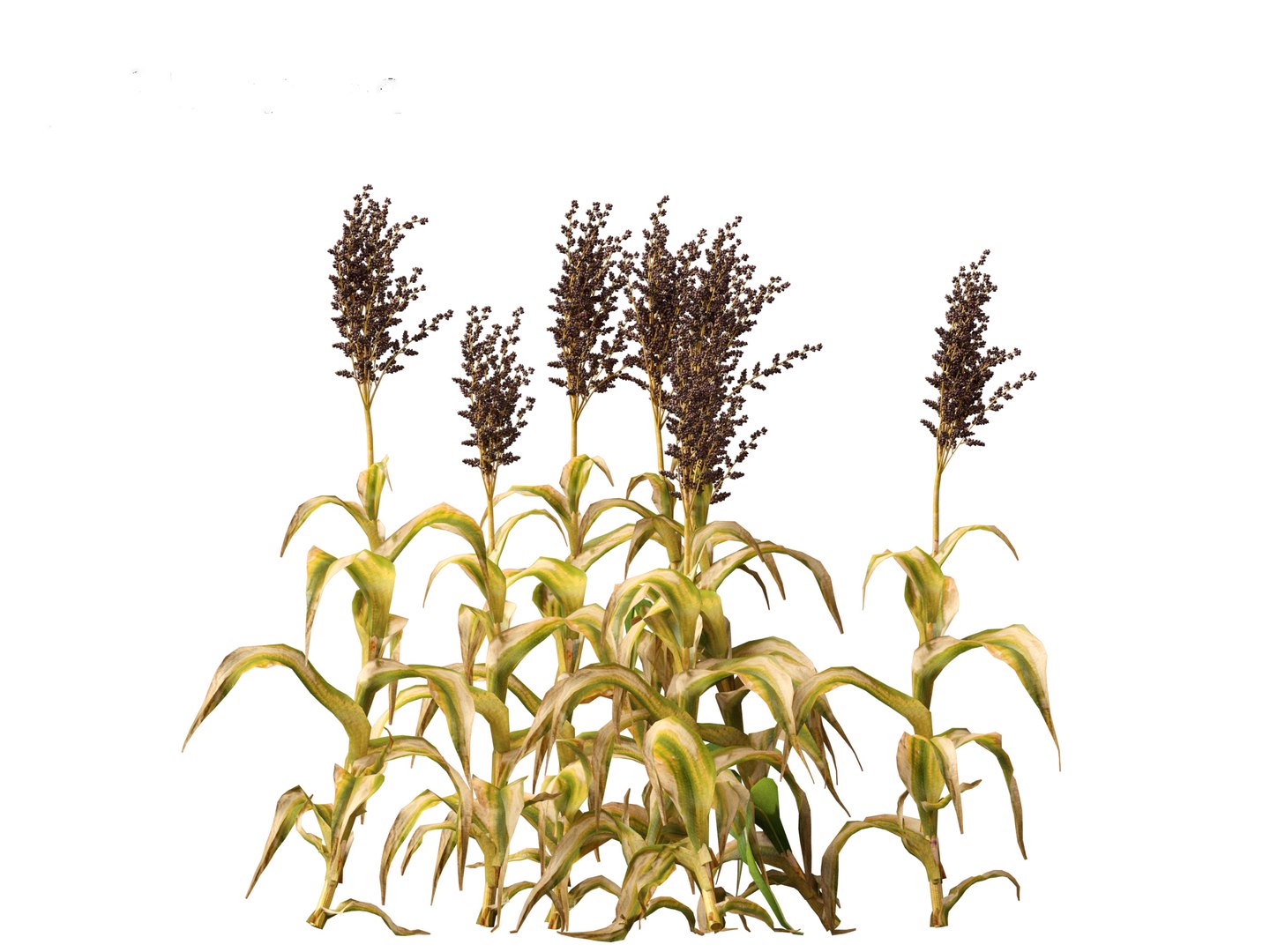 Sorghum Bicolor -great Millet 3D Model - TurboSquid 2172035