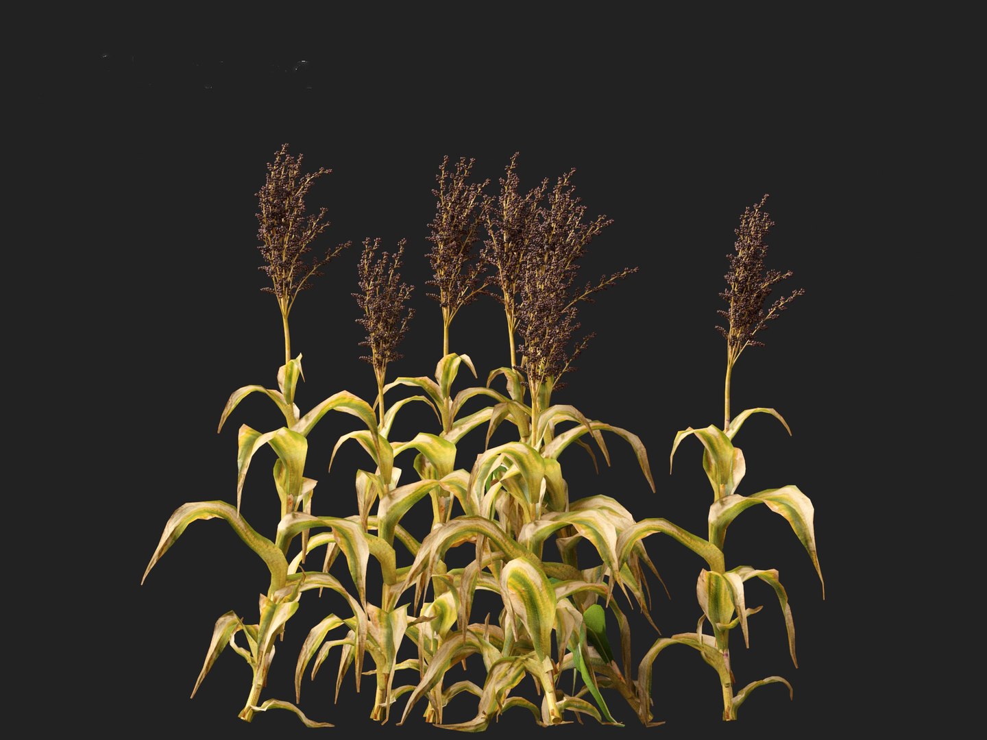 Sorghum bicolor -great millet 3D model - TurboSquid 2172035