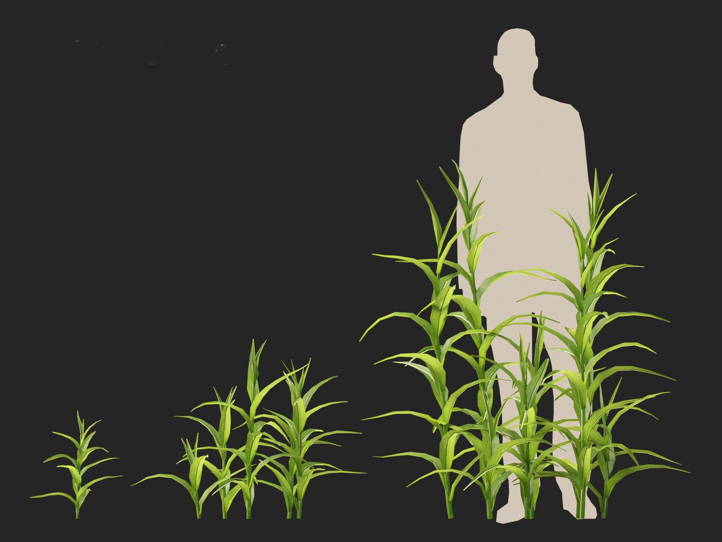 Sorghum Bicolor -great Millet 3D Model - TurboSquid 2172035