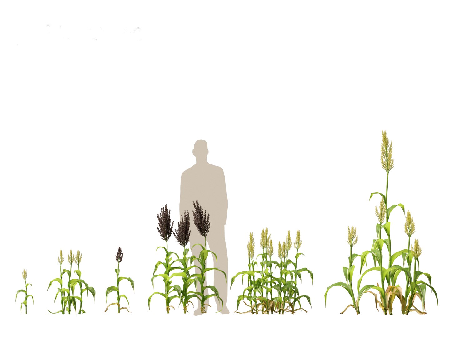 Sorghum Bicolor -great Millet 3D Model - TurboSquid 2172035