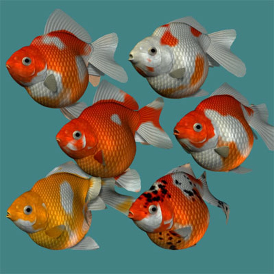 Fish Goldfish Ping-pong 3d Model