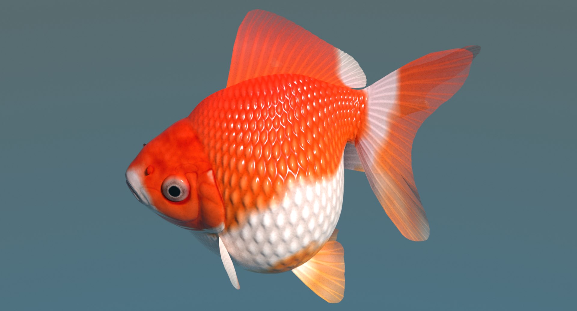 Fish Goldfish Ping-pong 3d Model